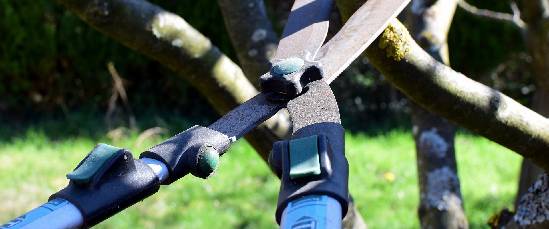 Tree Pollarding: An In-Depth Look at a Tree Trimming Technique