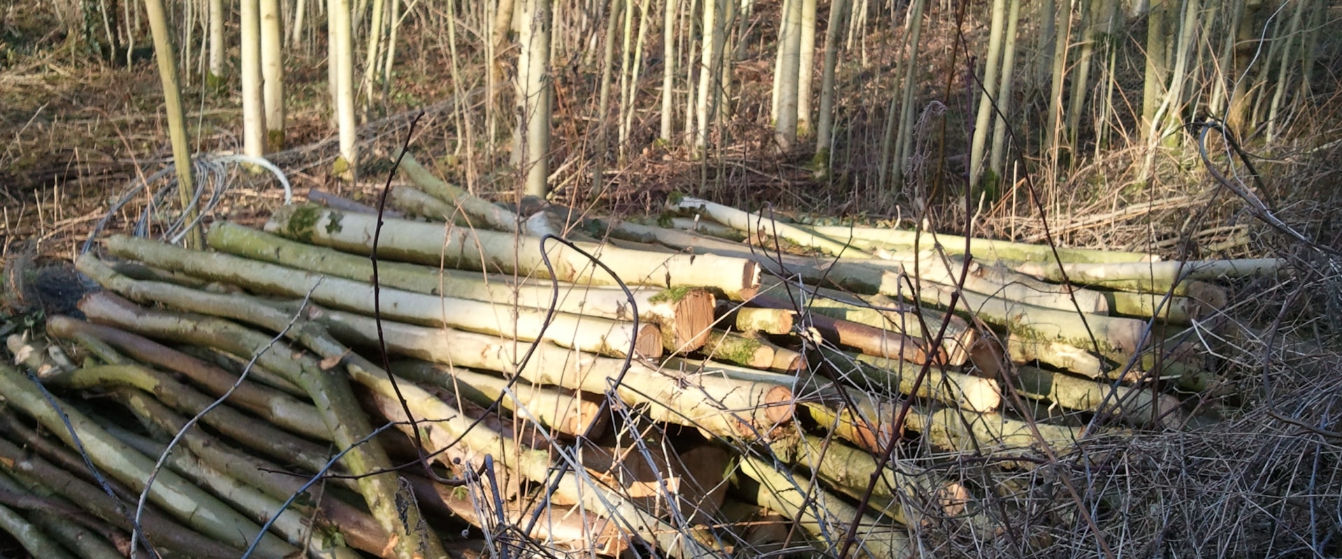 Tree Coppicing: A Comprehensive Overview