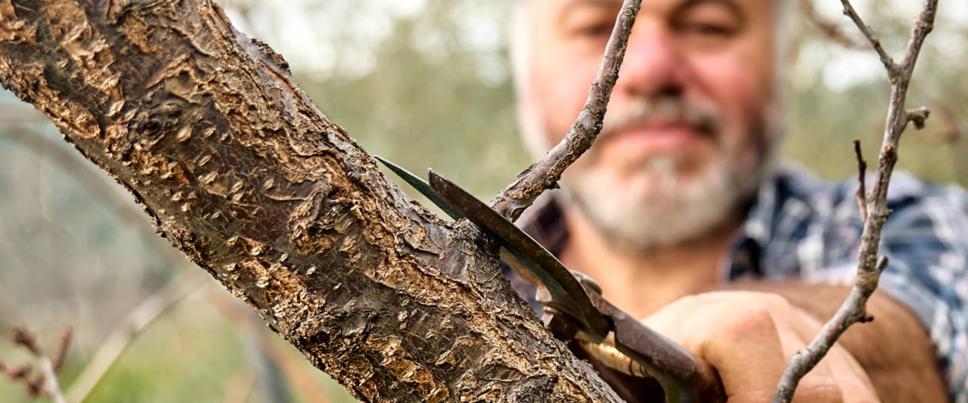 Tree Pruning Advice: Tips and Tricks for Water Sprouts Pruning