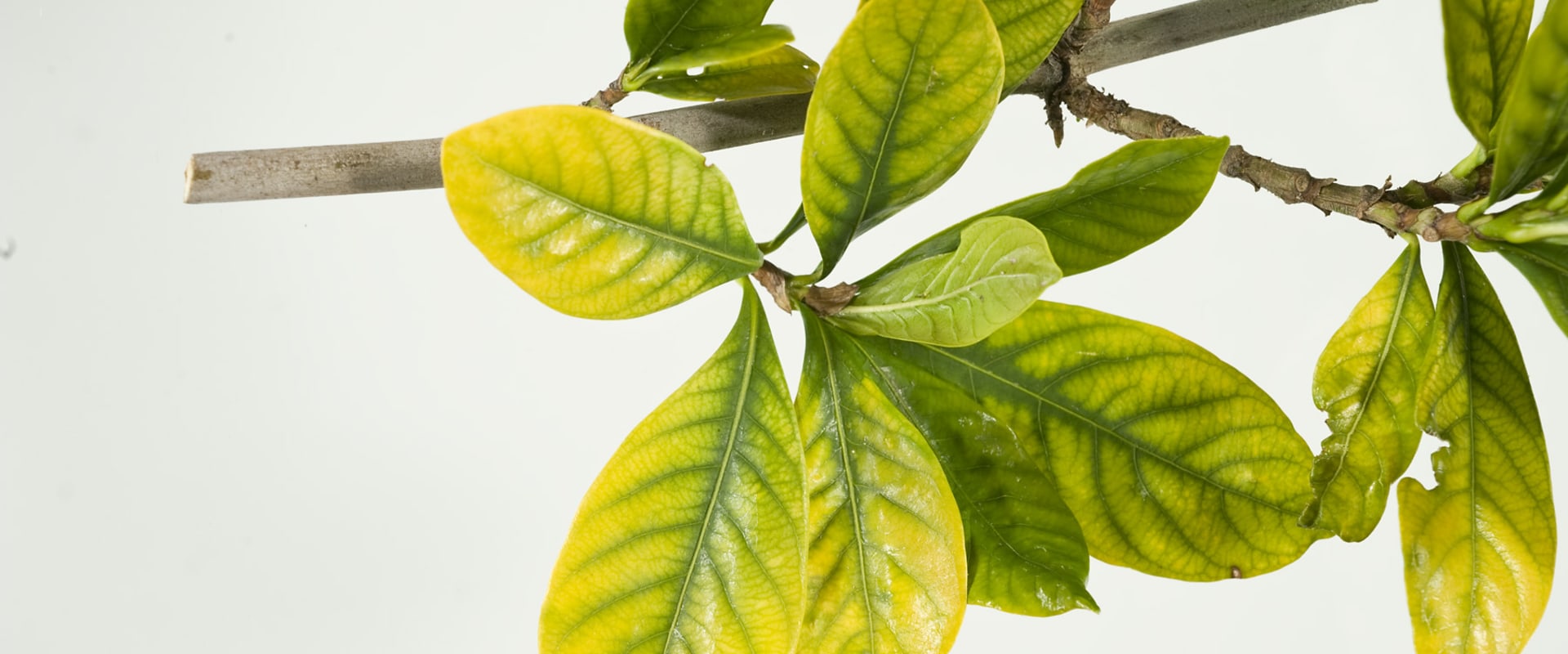 Identifying Signs of Nutrient Deficiencies in Trees