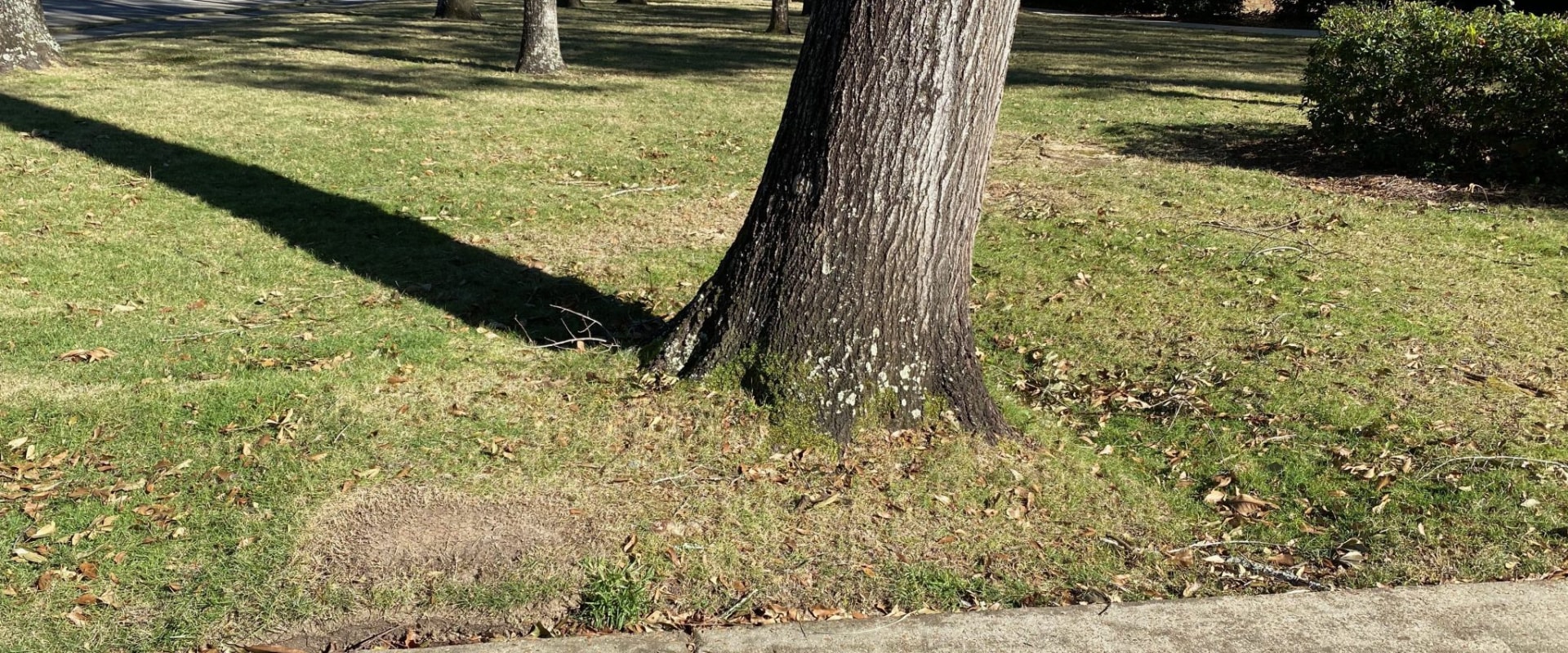 Assessing Tree Structure and Stability