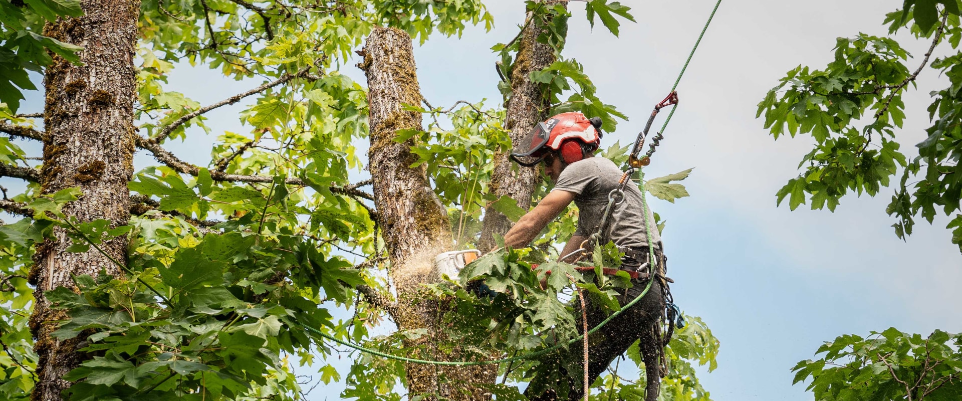 Crown Thinning: Tree Trimming Techniques