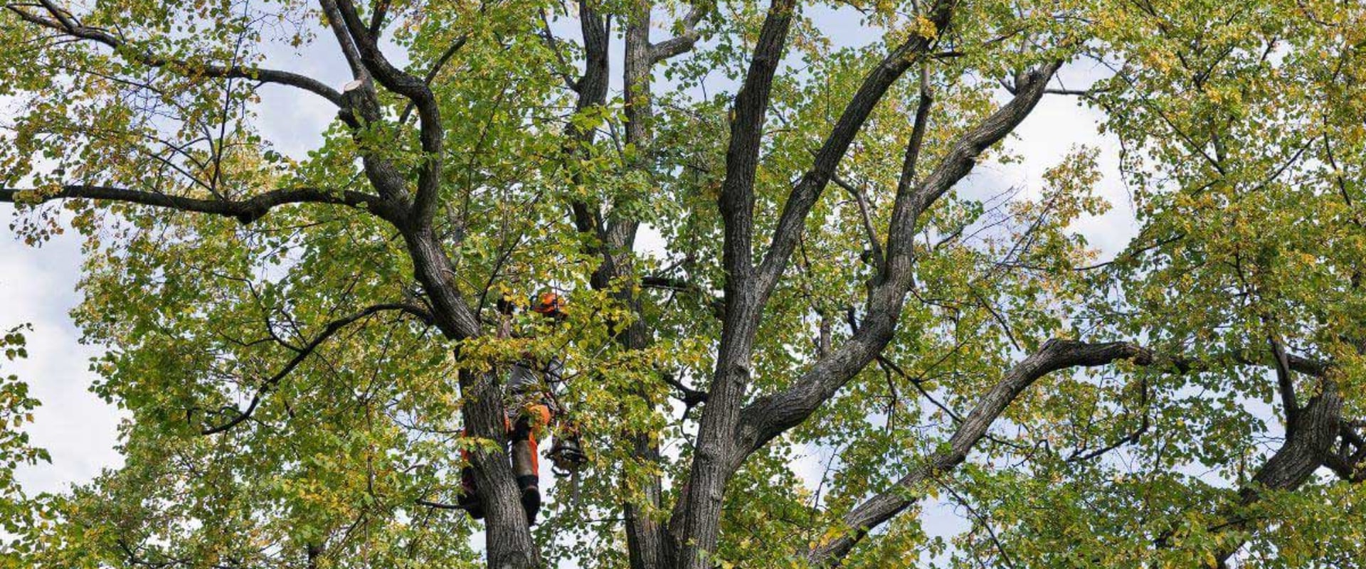 Crown Reduction: An Overview of Trimming Techniques