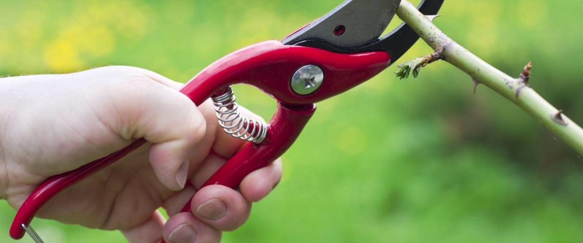 Safety Tips for Pruning
