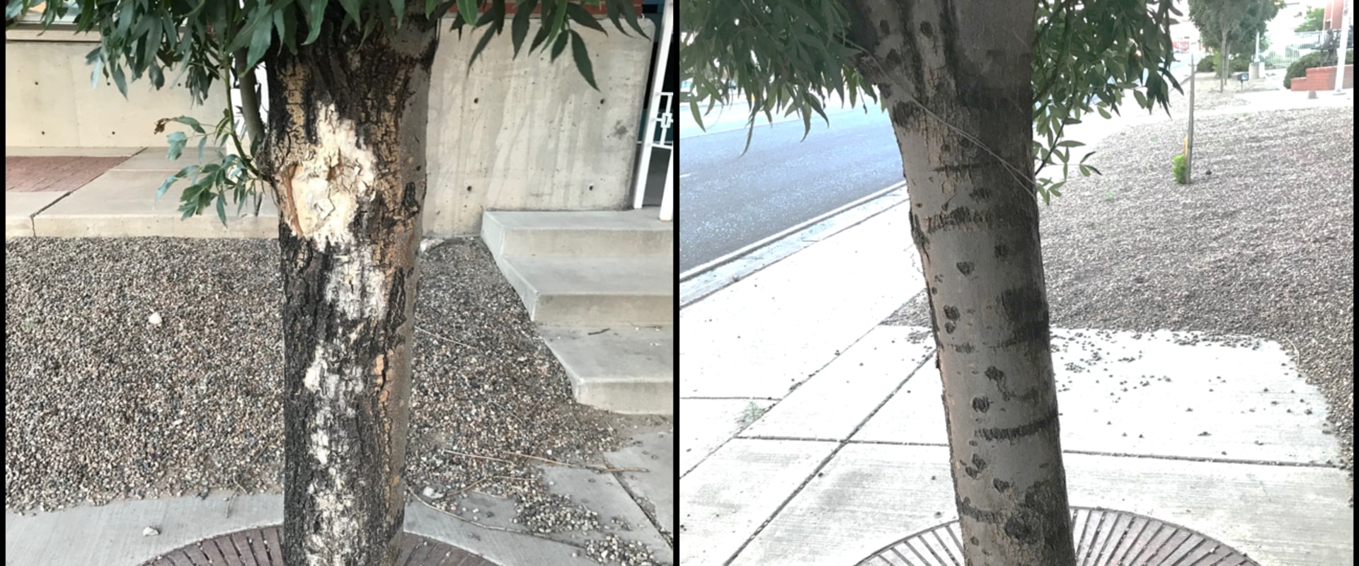 Preventing Sun Scald on Trees